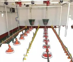 Automatic Broiler Feeding System